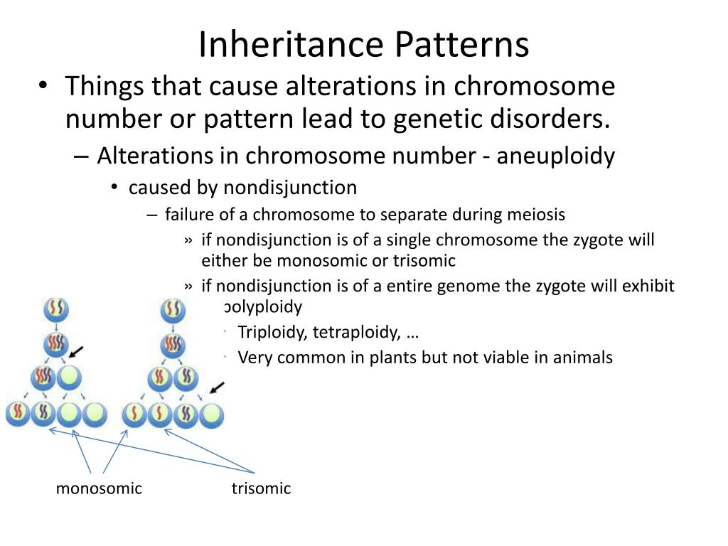PPT - Inheritance Patterns PowerPoint Presentation, free download - ID ...