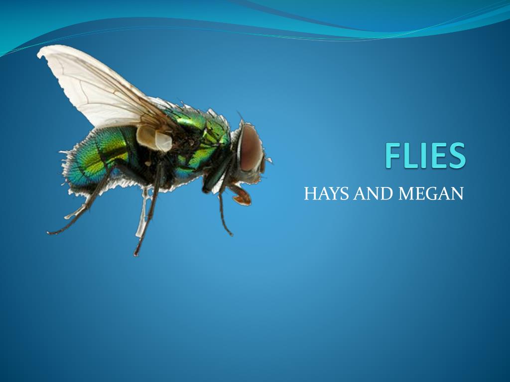 PPT - FLIES PowerPoint Presentation, free download - ID:2211204