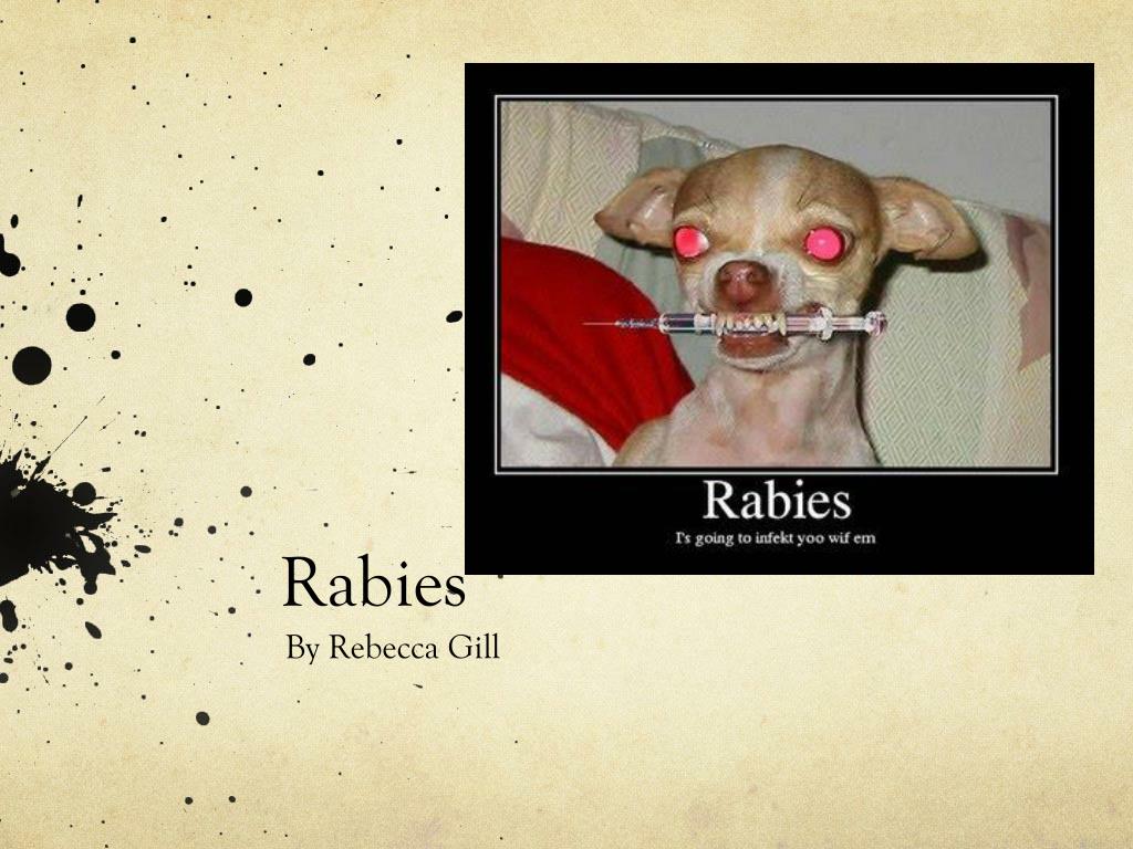PPT - Rabies PowerPoint Presentation, free download - ID:2212169