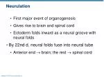 PPT - Neurulation PowerPoint Presentation, free download - ID:1270086