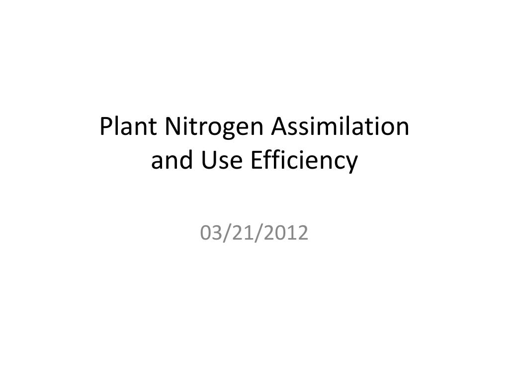 PPT - Plant Nitrogen Assimilation and Use Efficiency PowerPoint ...