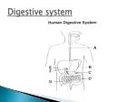 PPT - Embryology: Development of digestive system PowerPoint ...