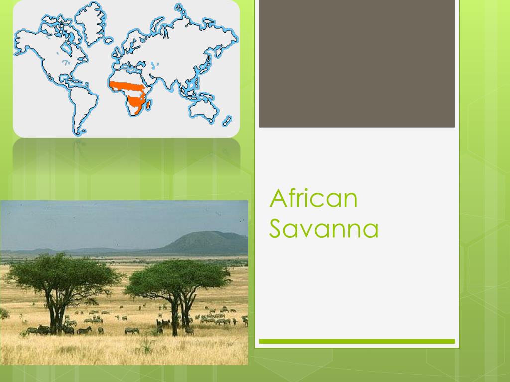 PPT - African Savanna PowerPoint Presentation, free download - ID:2217785