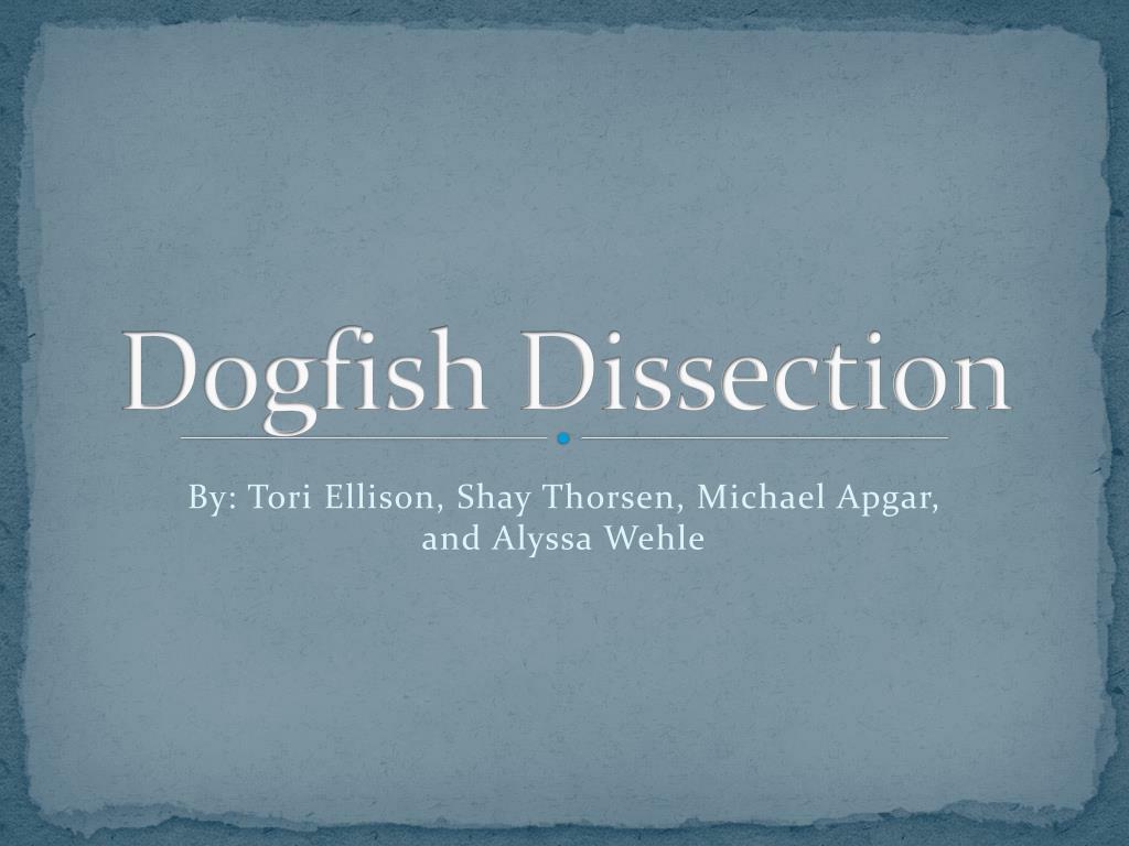 PPT - Dogfish Dissection PowerPoint Presentation, free download - ID ...