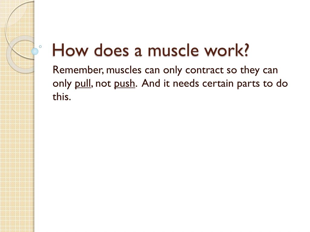 PPT - Understanding Muscle Contraction: Microscopic Anatomy ...