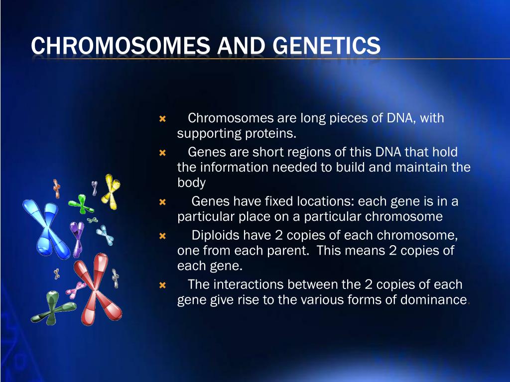 PPT - Chromosomes and Genetics PowerPoint Presentation, free download ...