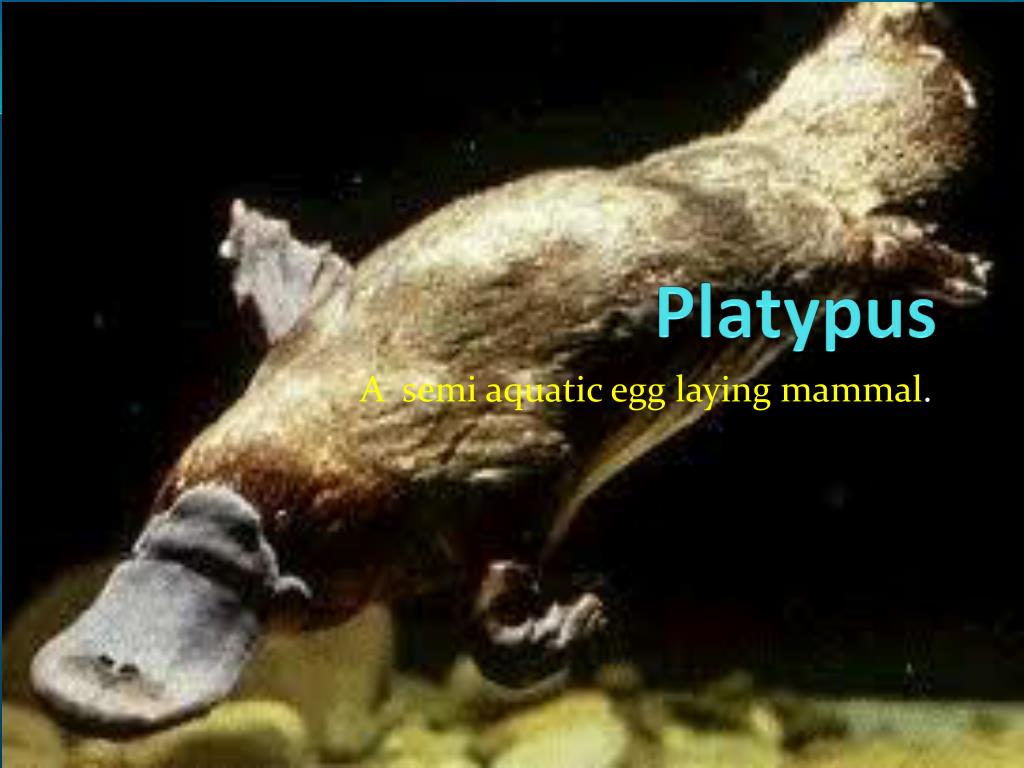 PPT - Platypus PowerPoint Presentation, free download - ID:2224811