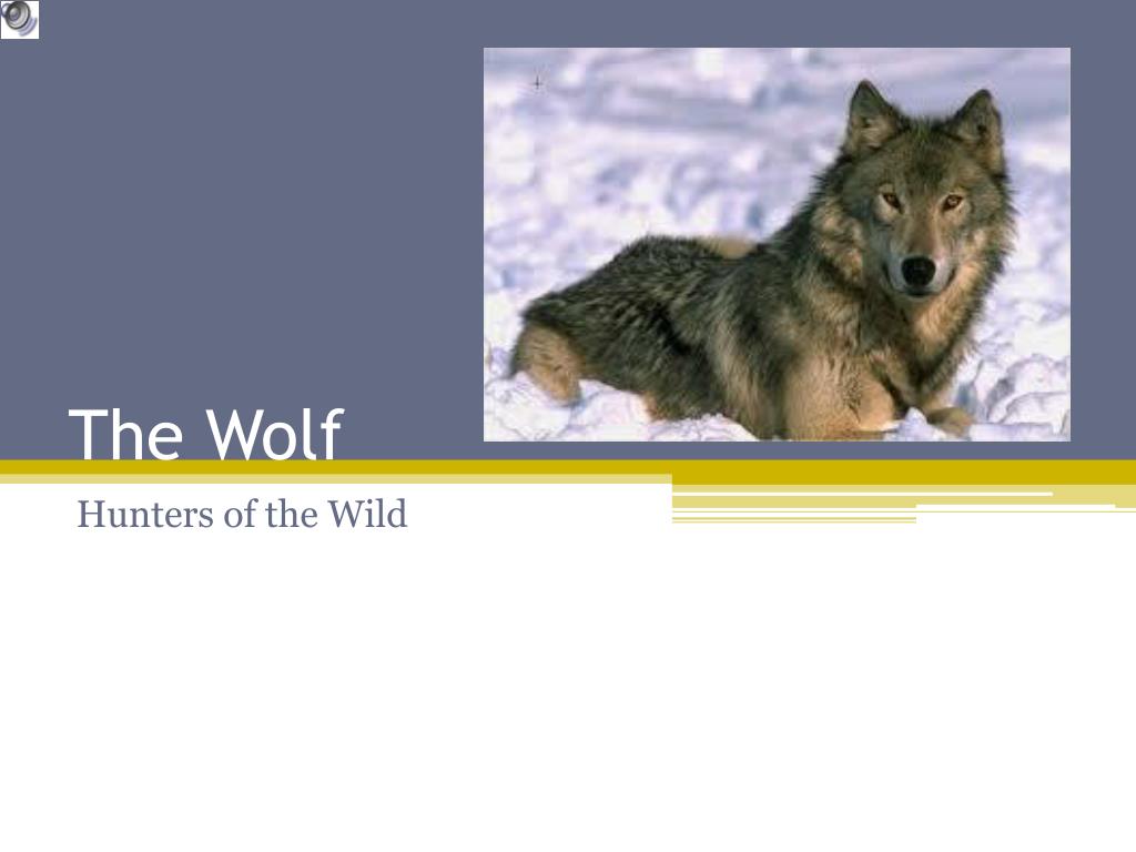 PPT - The Wolf PowerPoint Presentation, free download - ID:2225003