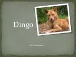 PPT - Welcome to Dingo State School Numeracy Afternoon PowerPoint ...