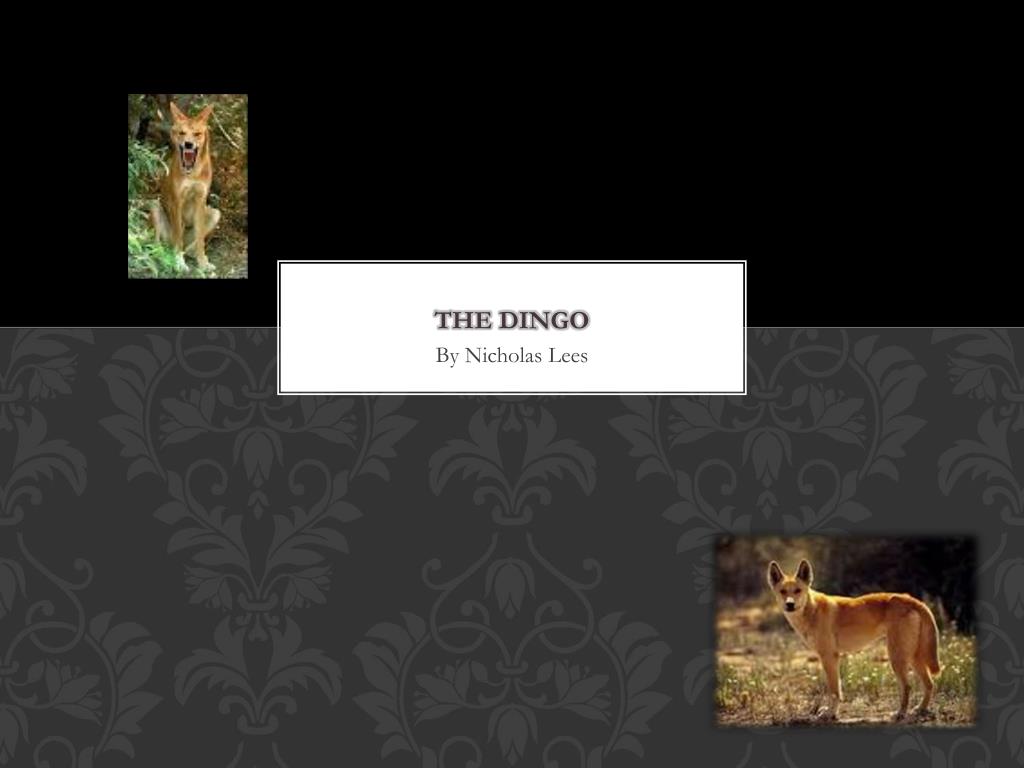 PPT - The Dingo PowerPoint Presentation, free download - ID:2225376