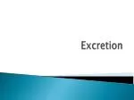 PPT - Chapter 3: Excretion PowerPoint Presentation, free download - ID ...
