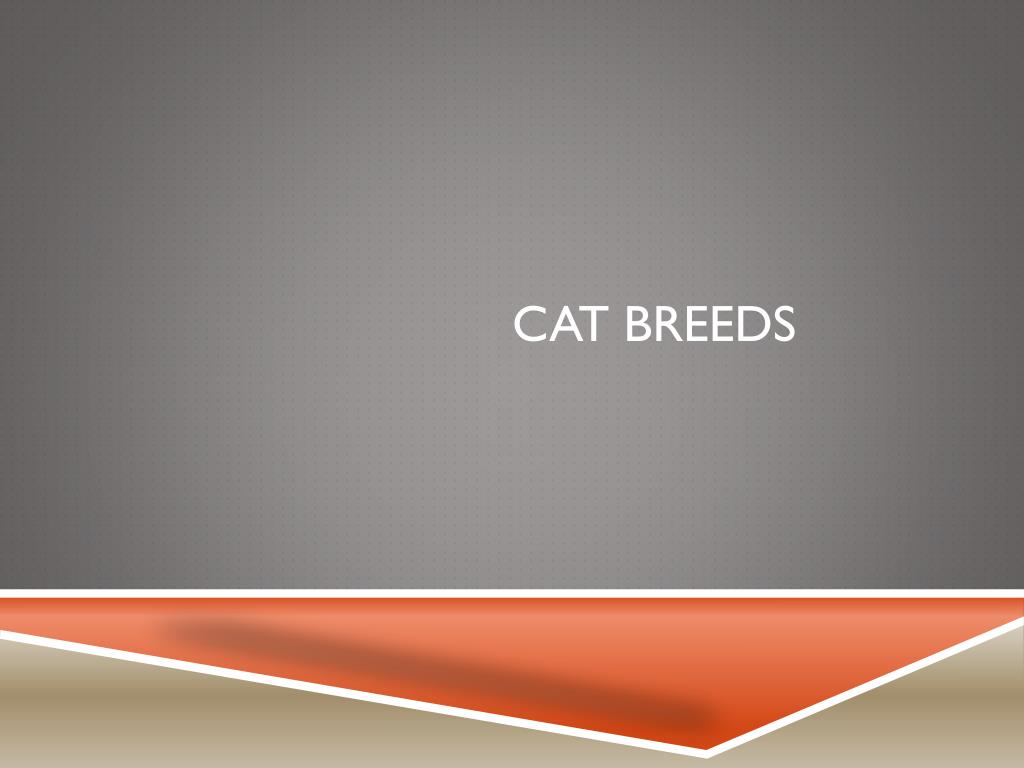 PPT - Cat breeds PowerPoint Presentation, free download - ID:2229712