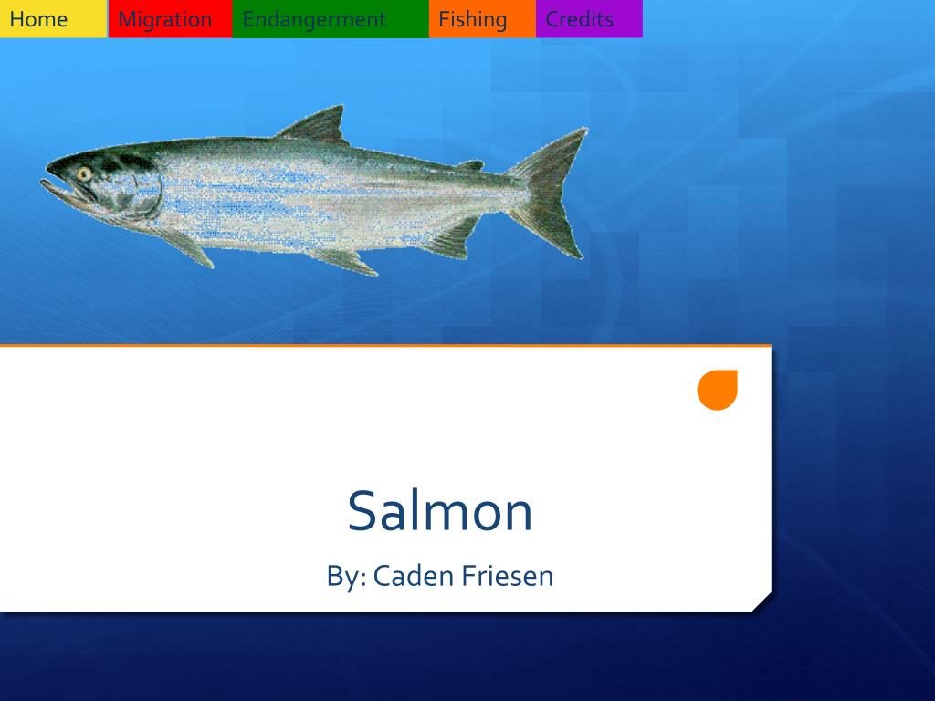 PPT - Salmon PowerPoint Presentation, free download - ID:2234225