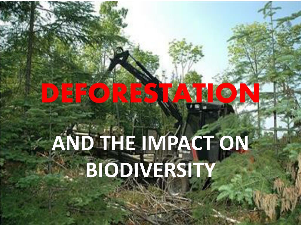 PPT - DEFORESTATION PowerPoint Presentation, free download - ID:2234327