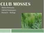 PPT - Class BRYOPSIDA- the True Mosses PowerPoint Presentation, free ...