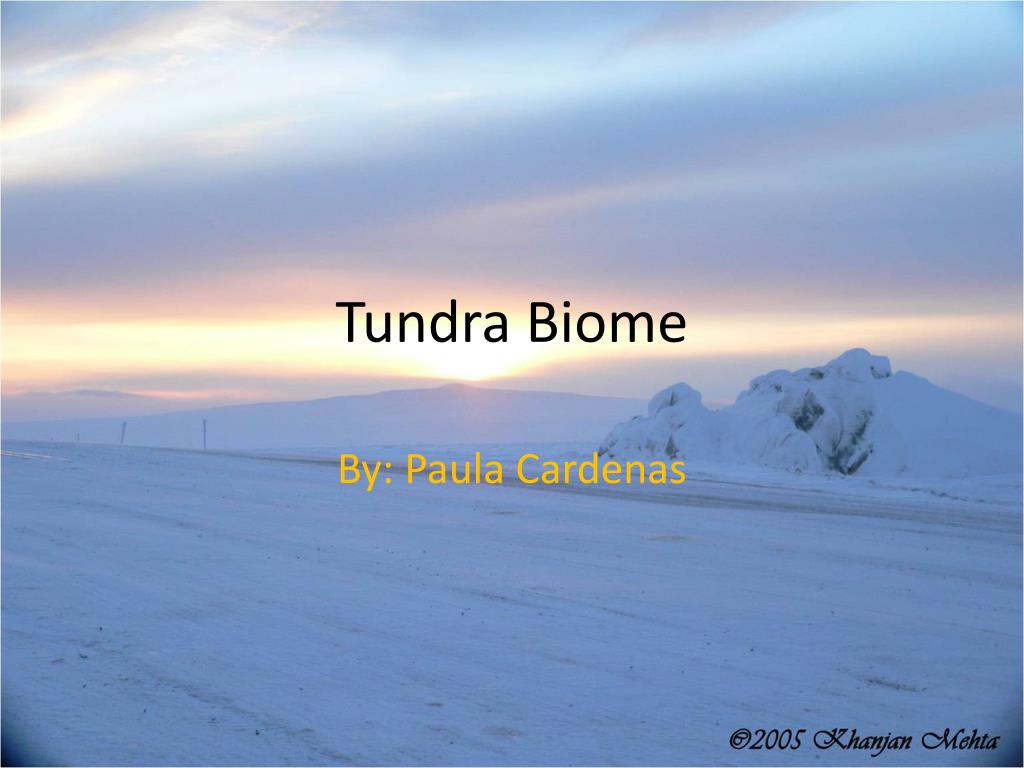 PPT - Tundra Biome PowerPoint Presentation, free download - ID:2235657