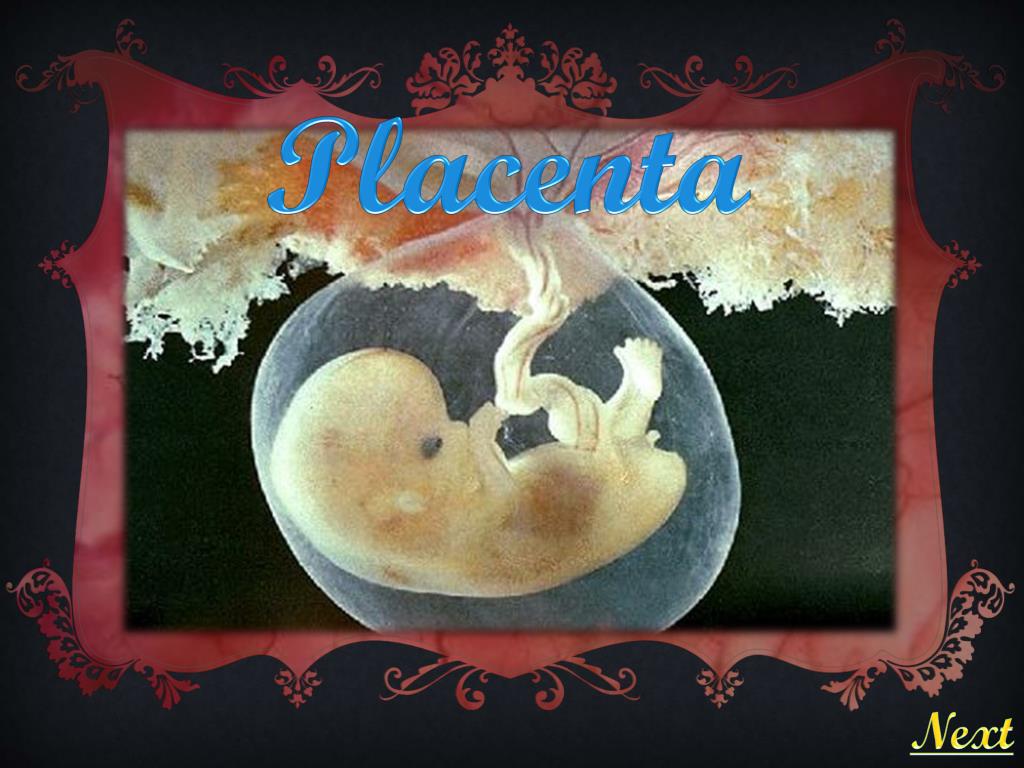 PPT - Placenta PowerPoint Presentation, free download - ID:2237296
