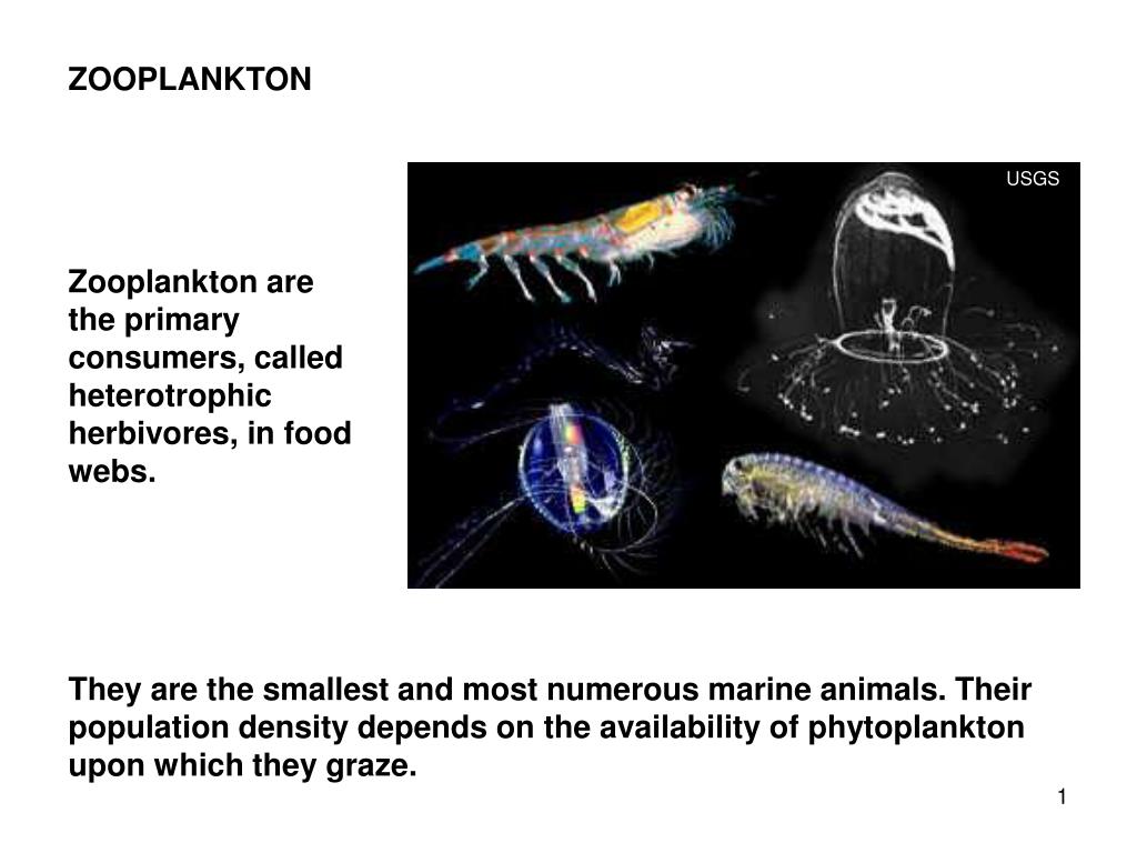 PPT - ZOOPLANKTON PowerPoint Presentation, free download - ID:2239863