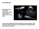PPT - แพลงก์ตอนสัตว์ (Zooplankton) PowerPoint Presentation - ID:3124621