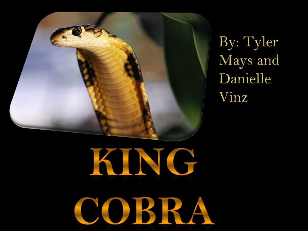 PPT - King Cobra PowerPoint Presentation, free download - ID:2240195