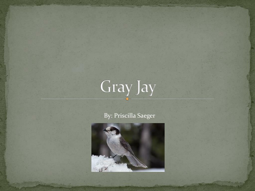 PPT - Gray Jay PowerPoint Presentation, free download - ID:2240223
