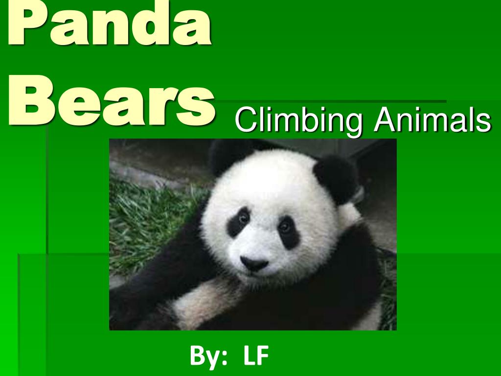 PPT - Panda Bears PowerPoint Presentation, free download - ID:2240840