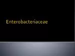 PPT - Enterobacteriaceae II PowerPoint Presentation, free download - ID ...
