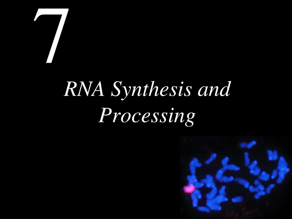 PPT - RNA Synthesis and Processing PowerPoint Presentation, free ...