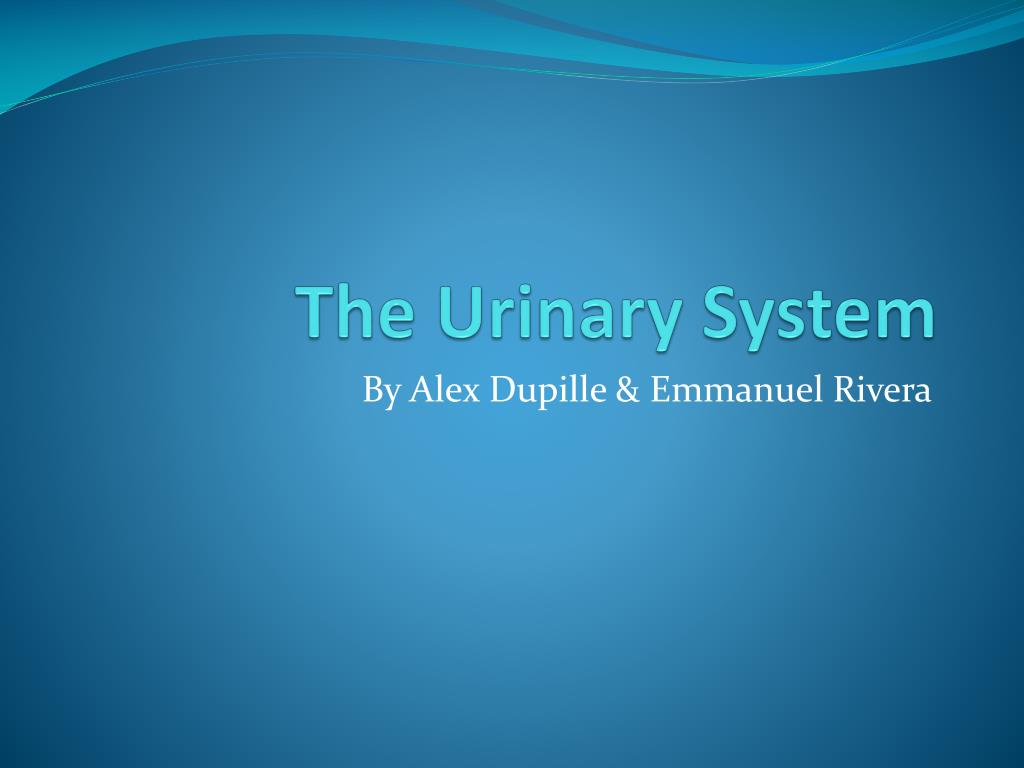 PPT - The Urinary System PowerPoint Presentation, free download - ID ...