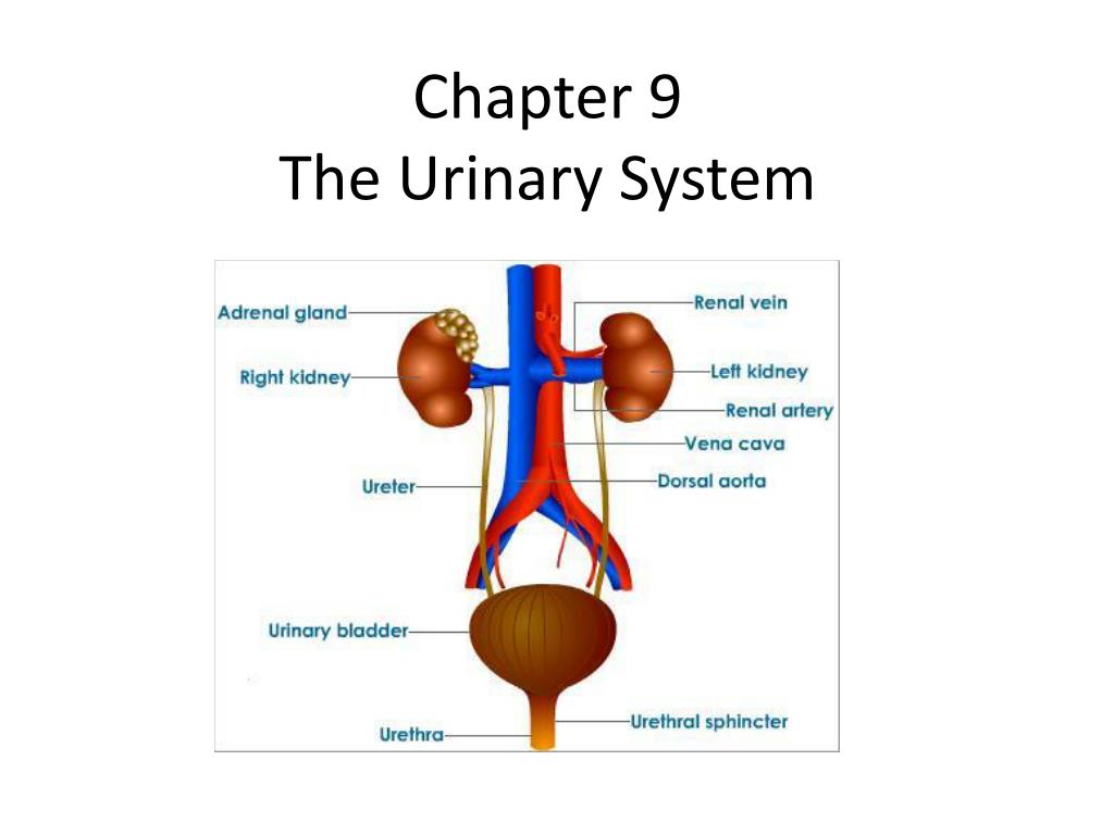 PPT - Chapter 9 The Urinary System PowerPoint Presentation, free download - ID:2241341