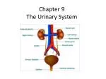 PPT - Chapter 15 The Urinary System PowerPoint Presentation, free ...