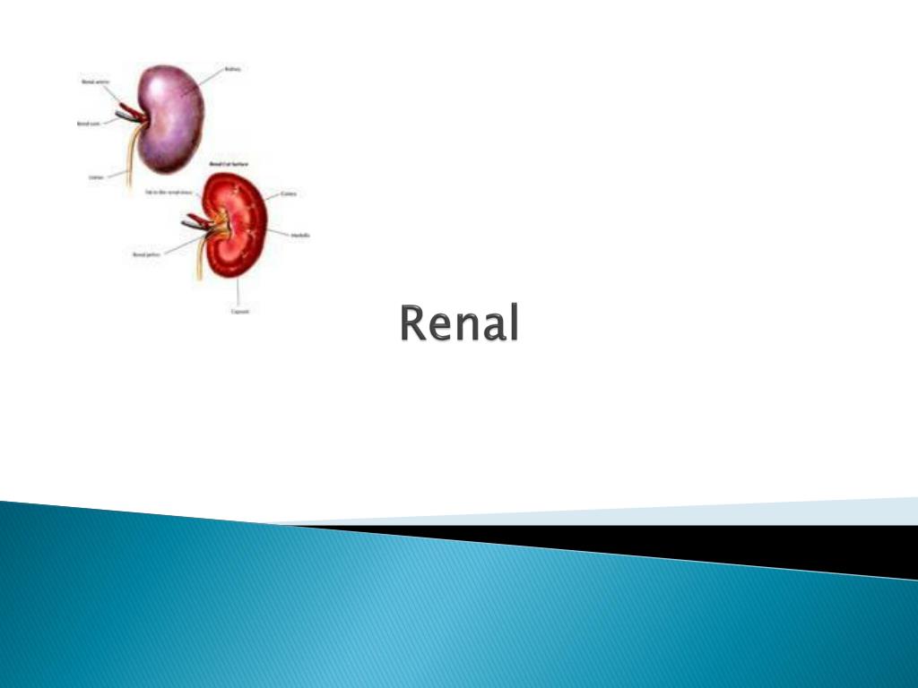 PPT - Renal PowerPoint Presentation, free download - ID:2241432
