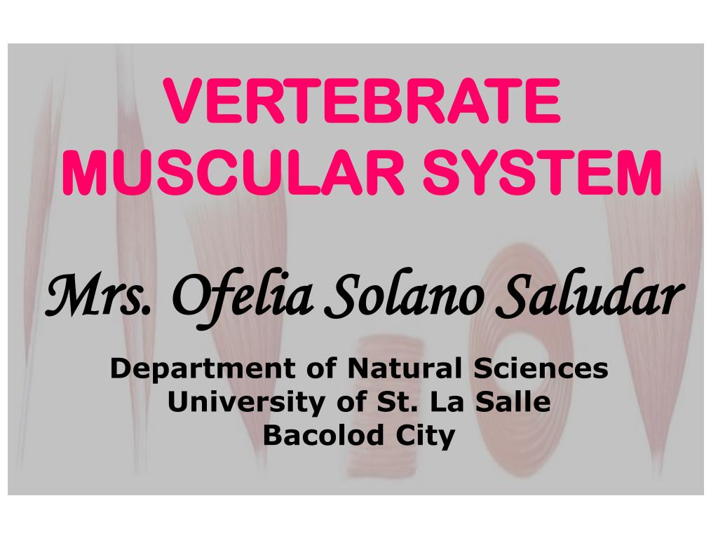 PPT - VERTEBRATE MUSCULAR SYSTEM PowerPoint Presentation, free download ...