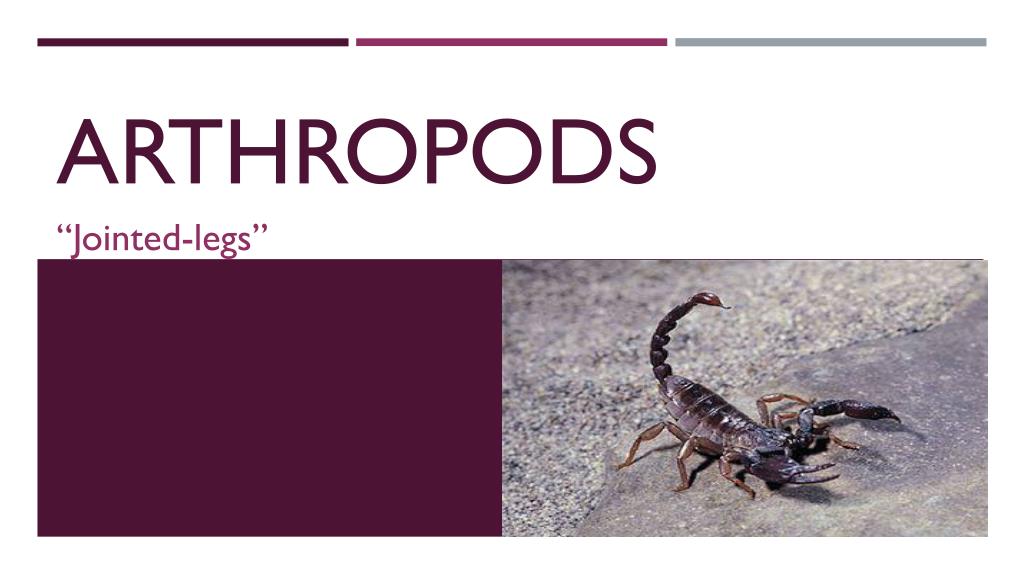 PPT - Arthropods PowerPoint Presentation, free download - ID:2241997