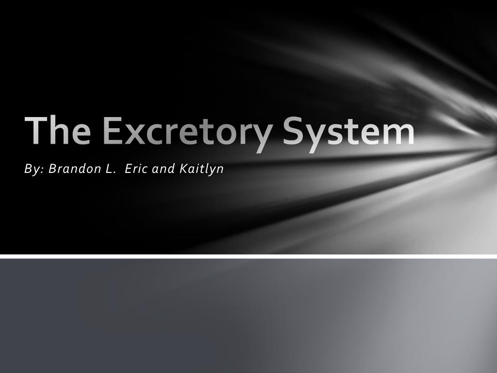 PPT - The Excretory System PowerPoint Presentation, free download - ID ...