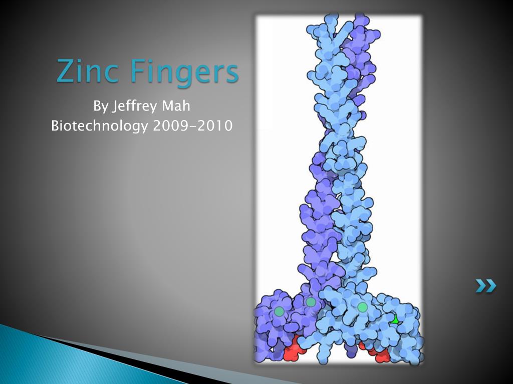 PPT - Zinc Fingers PowerPoint Presentation, free download - ID:2242143