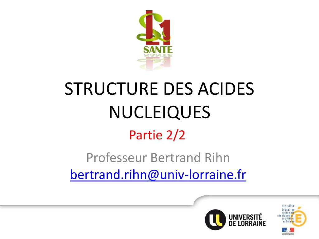 PPT - STRUCTURE DES ACIDES NUCLEIQUES PowerPoint Presentation, free ...