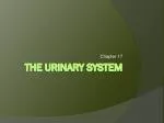 PPT - The Urinary System PowerPoint Presentation, free download - ID:331709