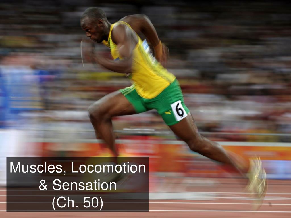 PPT - Muscles, Locomotion & Sensation (Ch. 50) PowerPoint Presentation ...