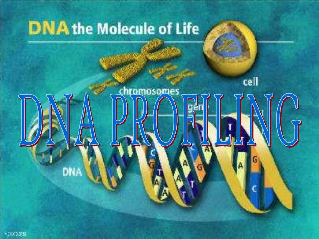 PPT - DNA PROFILING PowerPoint Presentation, free download - ID:2243149