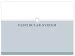 PPT - The Auditory & Vestibular Systems PowerPoint Presentation, free ...