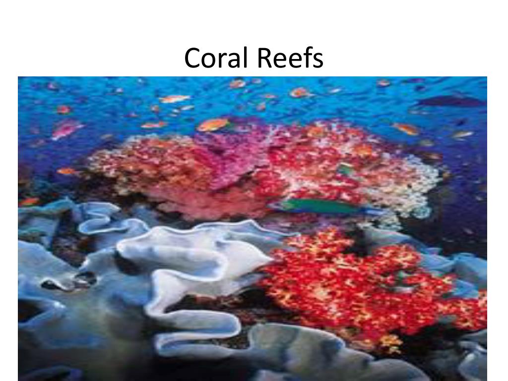 PPT - Coral Reefs PowerPoint Presentation, free download - ID:2243197