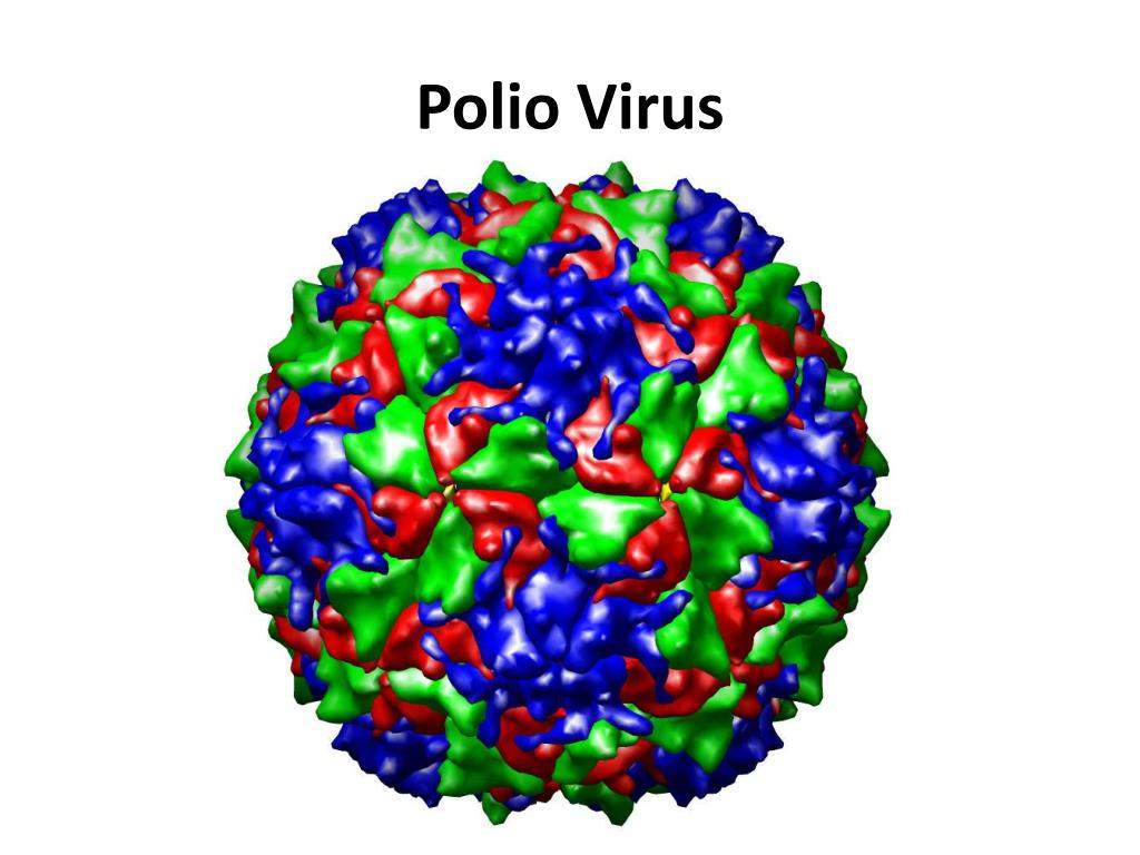 PPT - Polio Virus PowerPoint Presentation, free download - ID:2244108