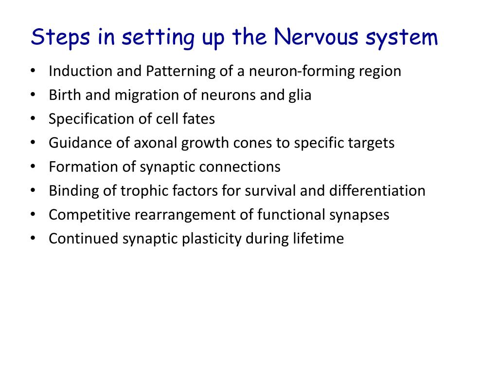PPT - Steps in setting up the Nervous system PowerPoint Presentation ...