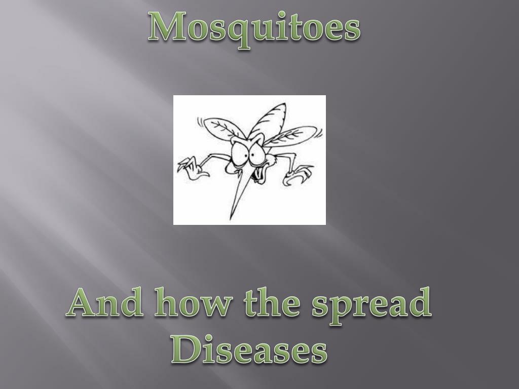 PPT - Mosquitoes PowerPoint Presentation, free download - ID:2246608