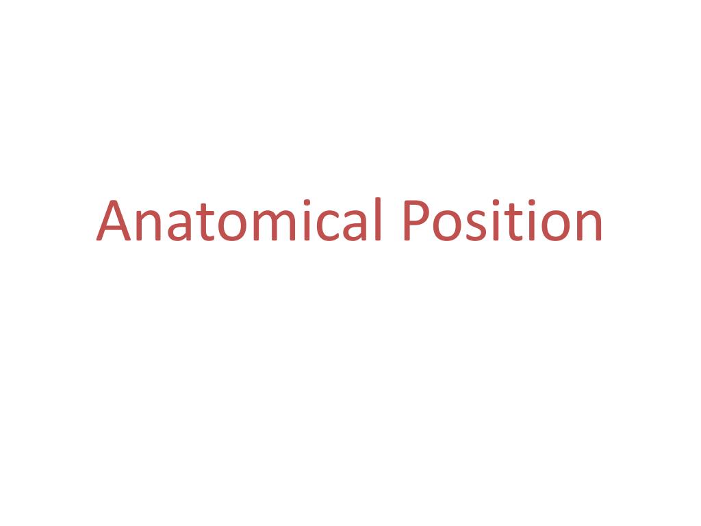 PPT - Anatomical Position PowerPoint Presentation, free download - ID ...