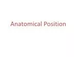 PPT - Anatomical Position PowerPoint Presentation, free download - ID ...