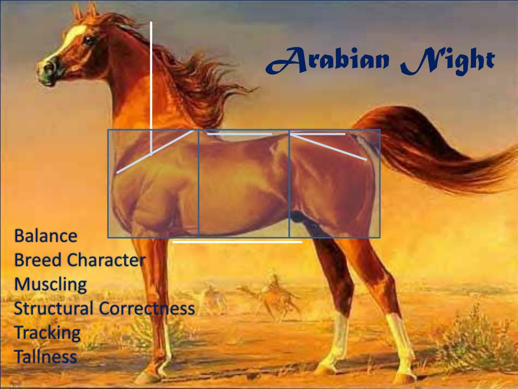 PPT - Arabian Night PowerPoint Presentation, free download - ID:2248156