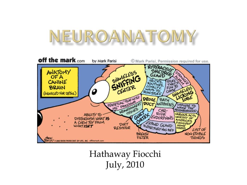 PPT - Neuroanatomy PowerPoint Presentation, free download - ID:2248690