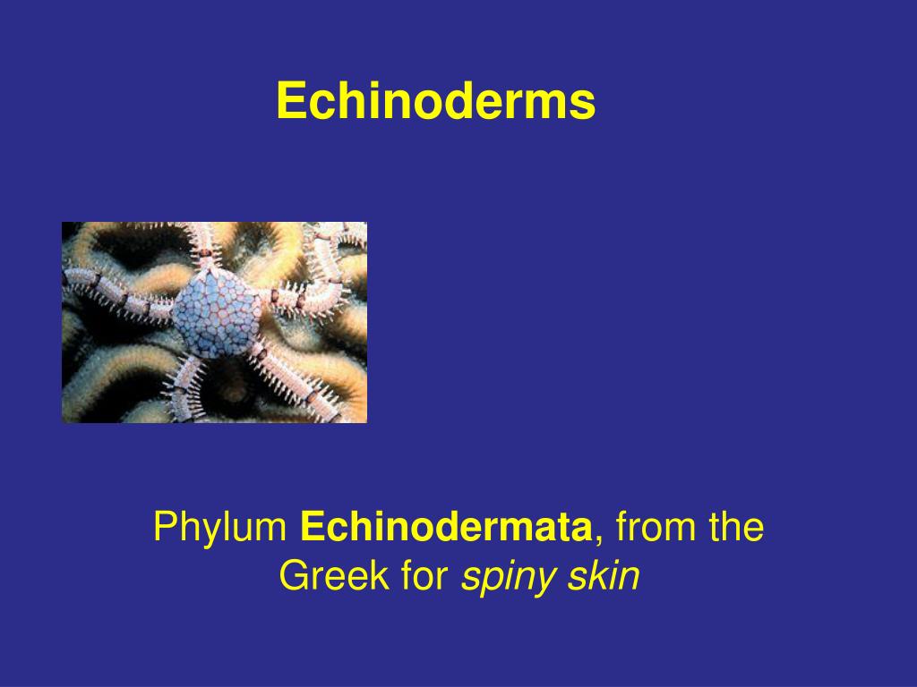 PPT - Echinoderms PowerPoint Presentation, free download - ID:2248912